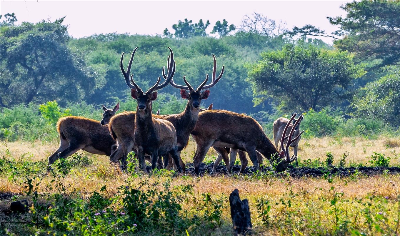 Taman Nasional Baluran: Rumah Beragam Flora dan Fauna Eksotis ...